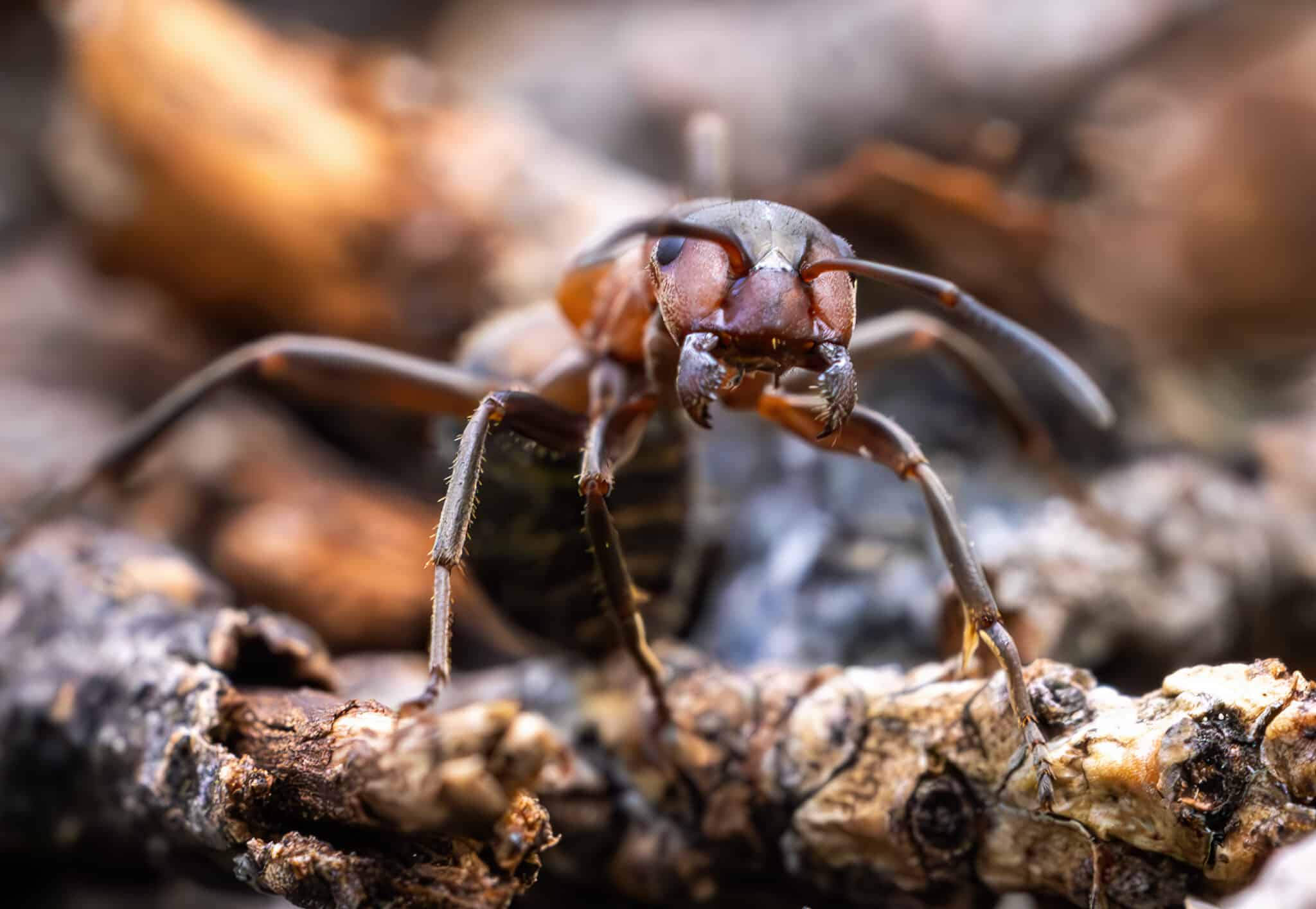 The Crawling Crew: A Guide to Common UK Ants - Pest Stop Boys