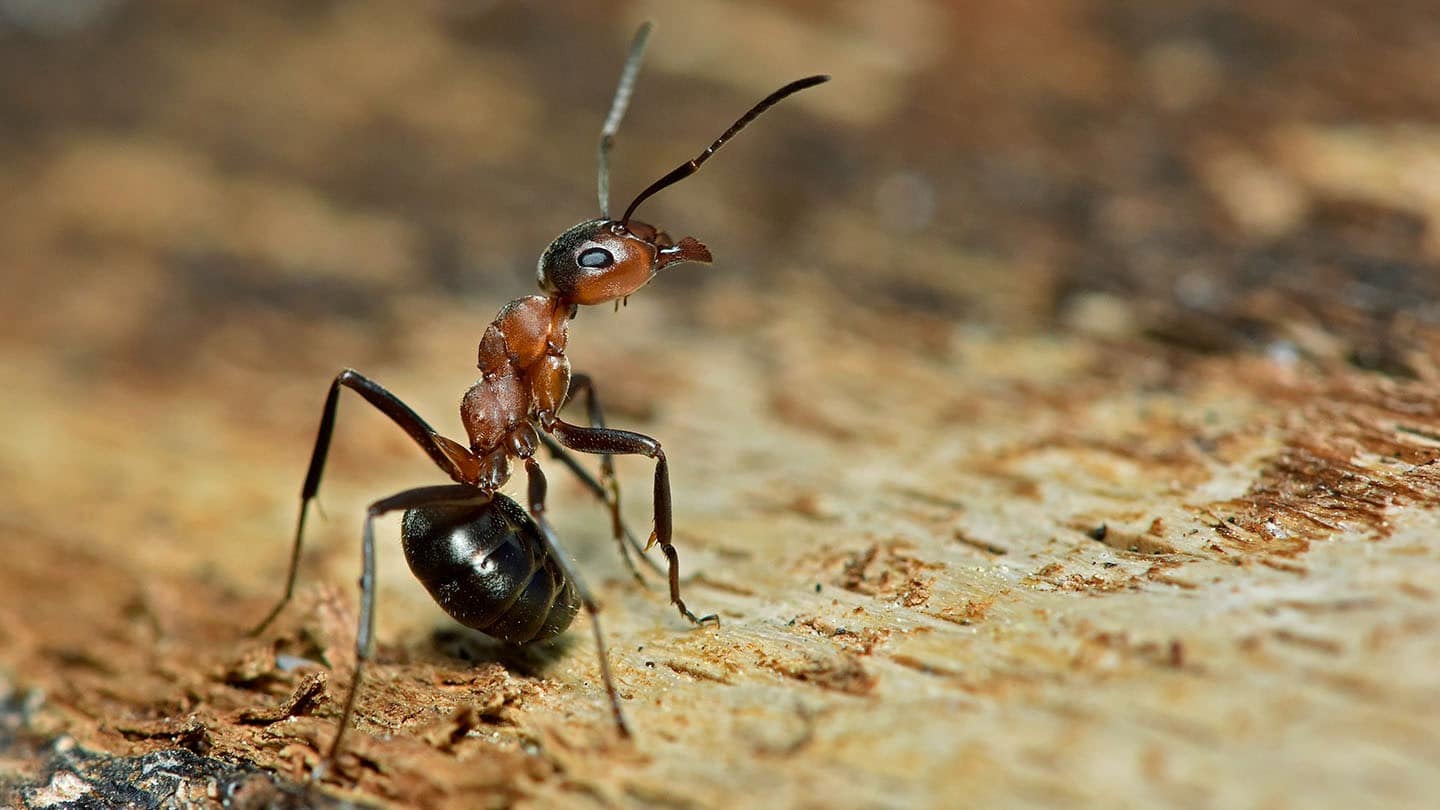 The Crawling Crew: A Guide to Common UK Ants - Pest Stop Boys