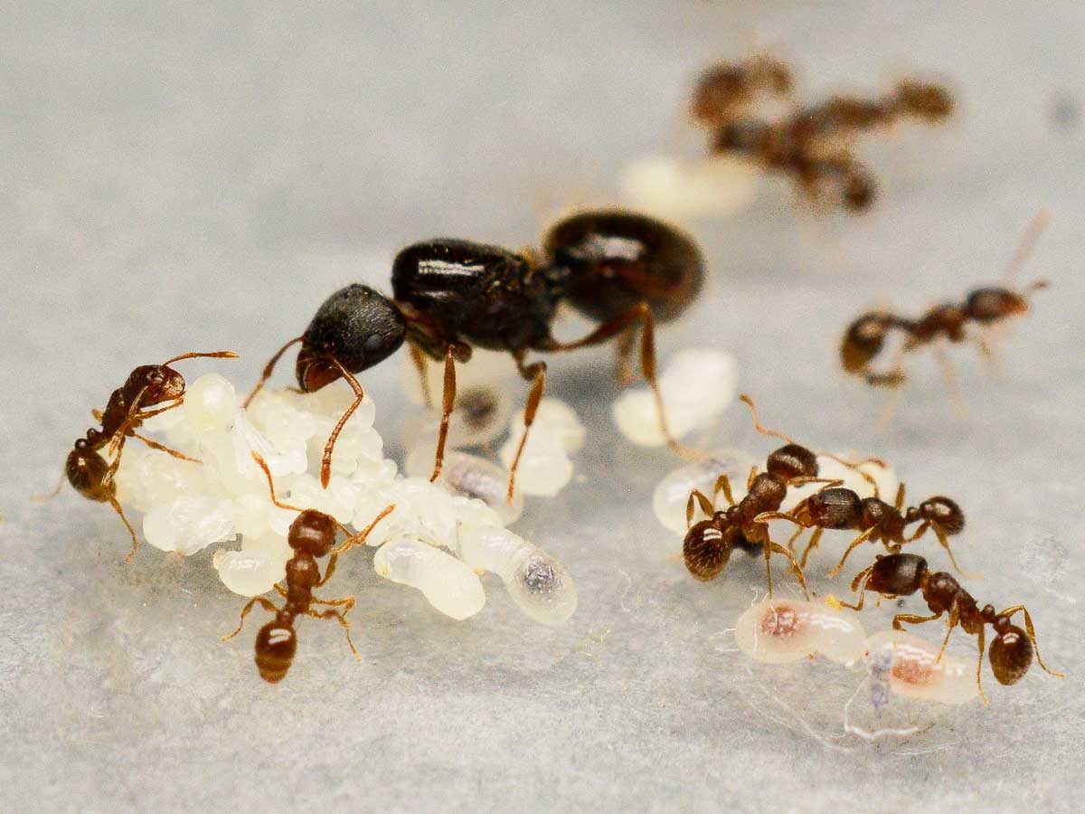 The Crawling Crew: A Guide to Common UK Ants - Pest Stop Boys