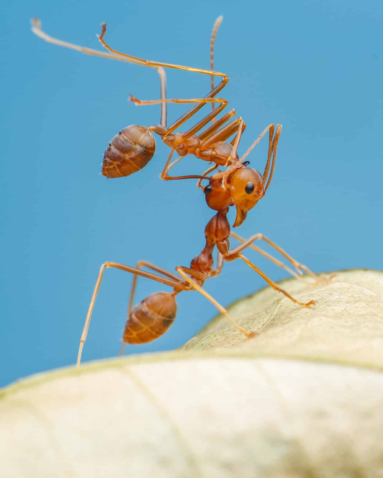 The Crawling Crew: A Guide to Common UK Ants - Pest Stop Boys