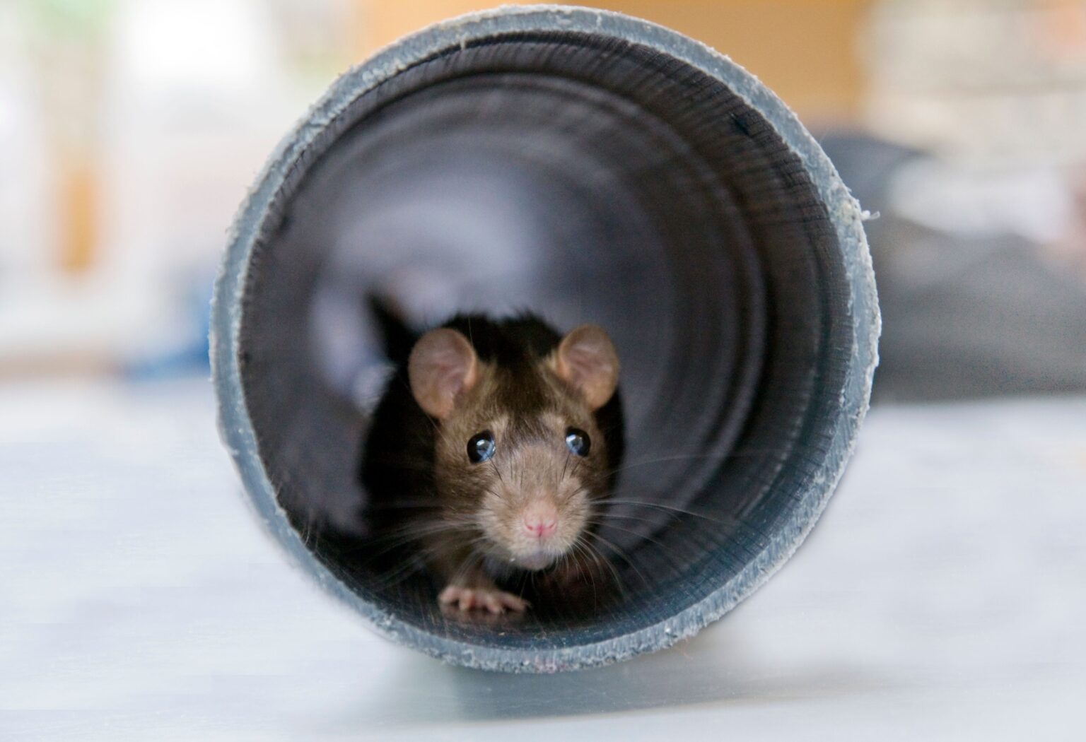 Why Professional Rodent Control Beats DIY Methods - Pest Stop Boys